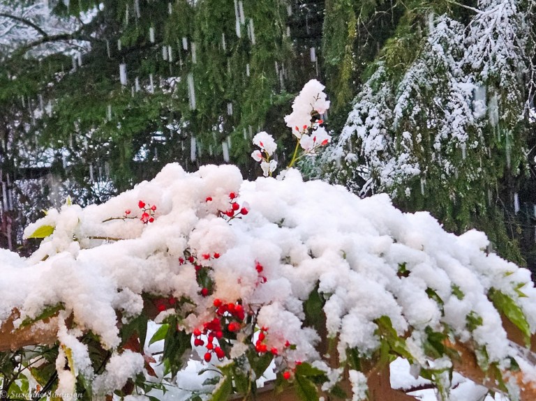 Welcoming the Spring Equinox in the Pacific Northwest – Cats and Trails ...