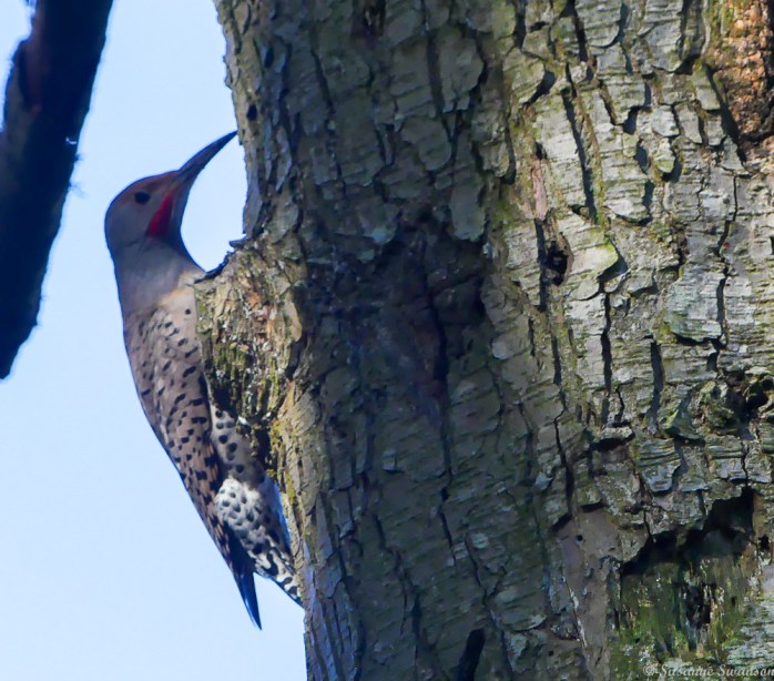 Nesting, Nesting, 1, 2, 3 – Cats and Trails and Garden Tales