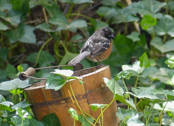 Graceful Swallows in the Great Outdoors – Cats and Trails and Garden Tales