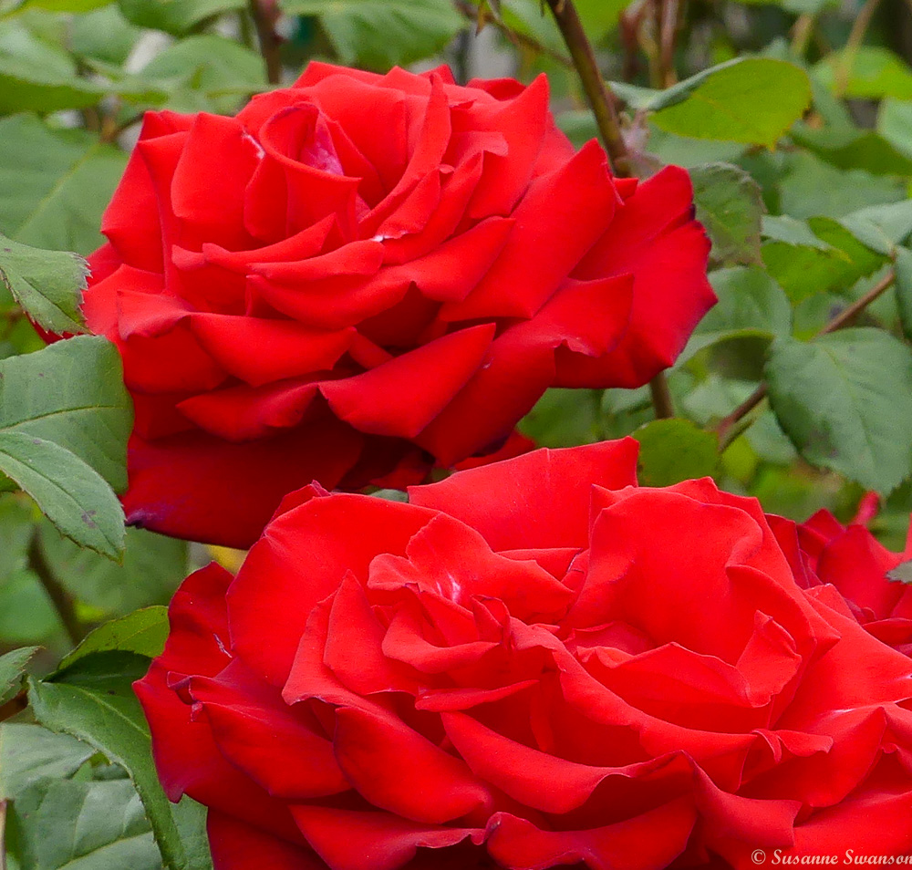 Stop and Smell the Roses – Cats and Trails and Garden Tales