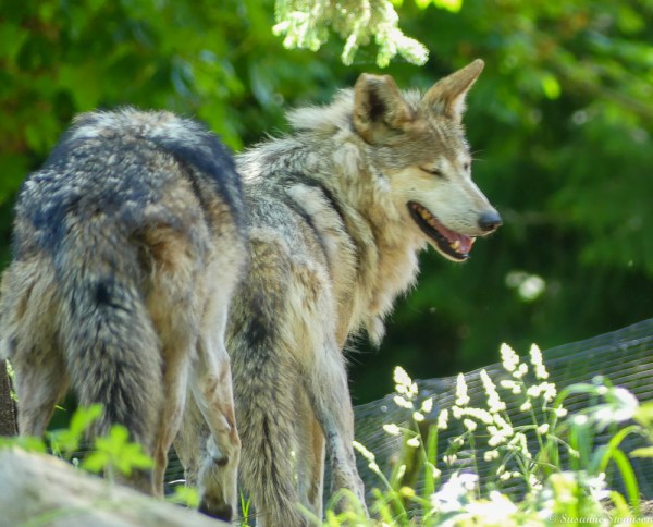 Animal Faces – at Woodland Park Zoo – Cats and Trails and Garden Tales