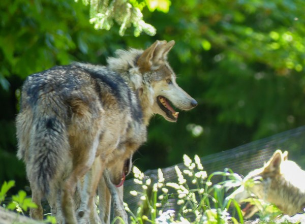 Animal Faces – at Woodland Park Zoo – Cats and Trails and Garden Tales