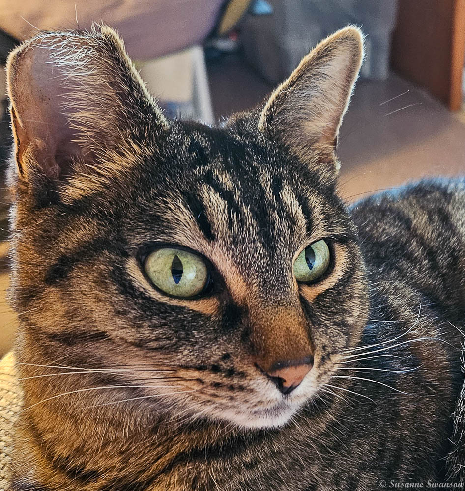 Kitty on my Lap for National Hug Your Cat Day – Cats and Trails and ...