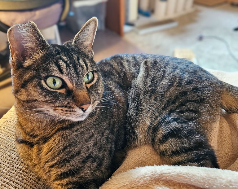 Kitty on my Lap for National Hug Your Cat Day – Cats and Trails and ...