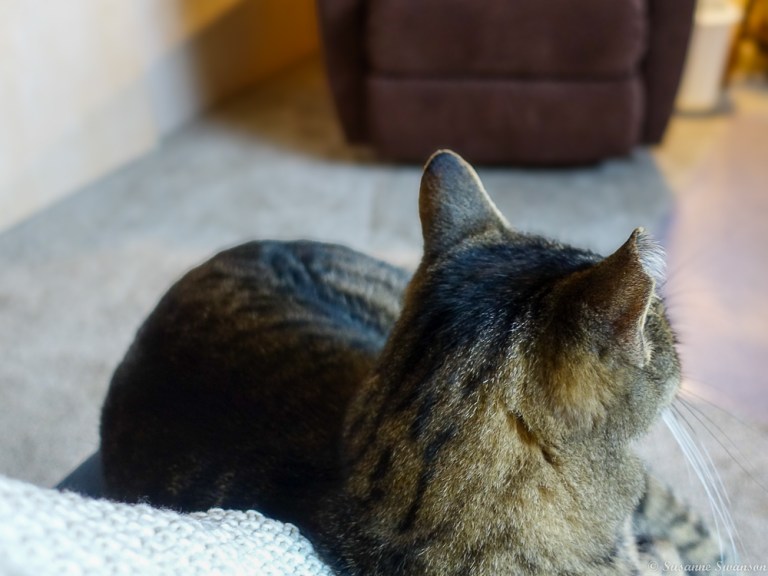 Kitty on my Lap for National Hug Your Cat Day – Cats and Trails and ...