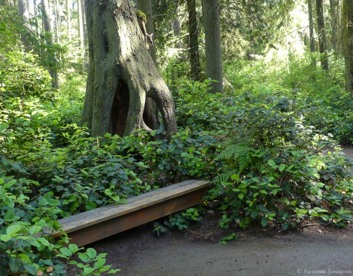 A Walk in the Woods to Dungeness Spit – Cats and Trails and Garden Tales